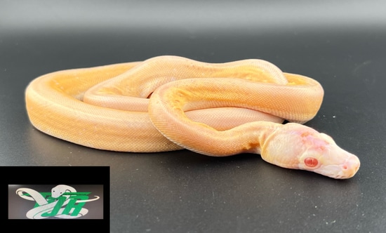 Blonde Motley Super Tiger Reticulated Python by Total Domination Reptiles