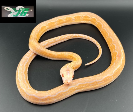 Sunfire 100% Het Stripe Het Mocha Or Albino Reticulated Python by Total ...