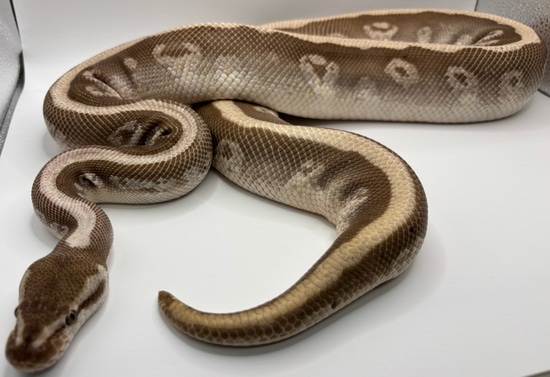Soul Sucker Ball Python by DevilishXGod