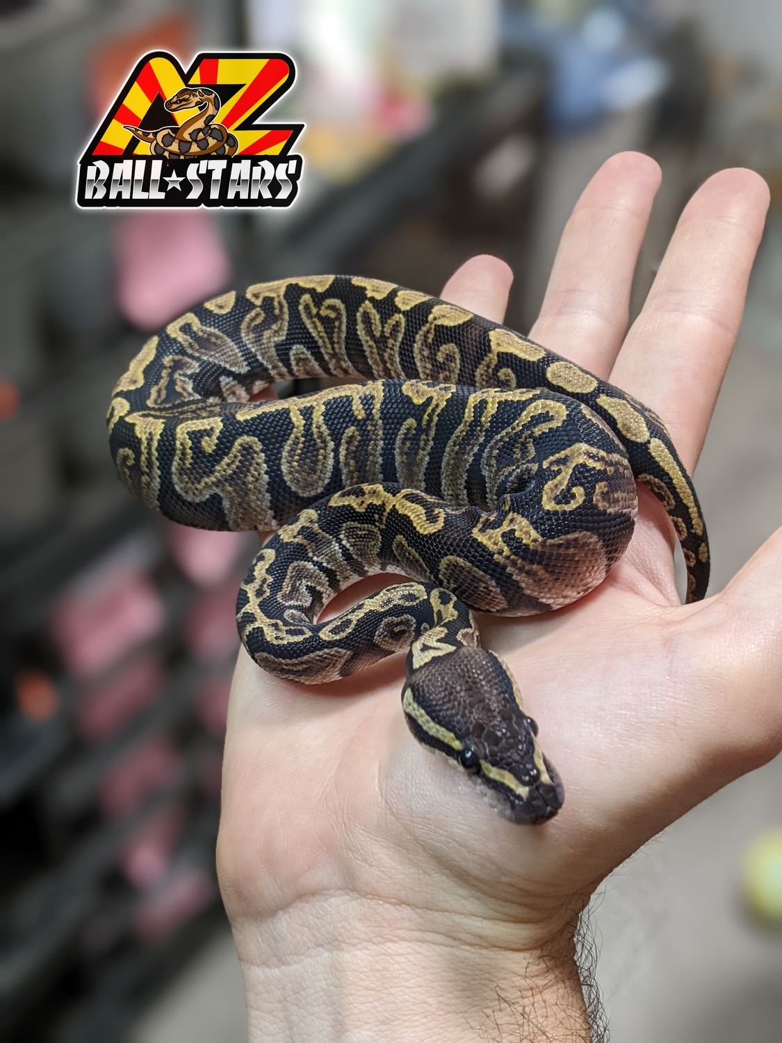 GHI Ball Python by Az Ball*stars - MorphMarket