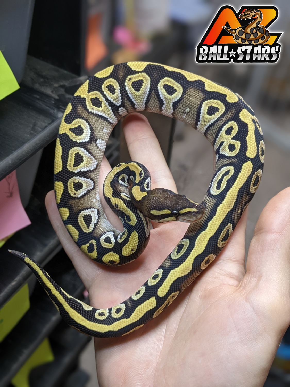 Mojave Or Phantom Ball Python by Az Ball*stars - MorphMarket