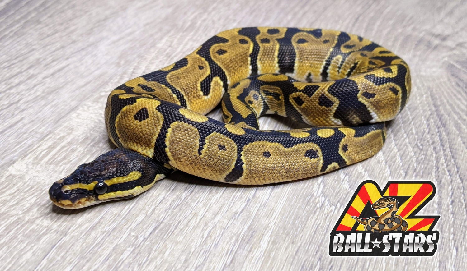 Normal Ball Python by Az Ball*stars - MorphMarket
