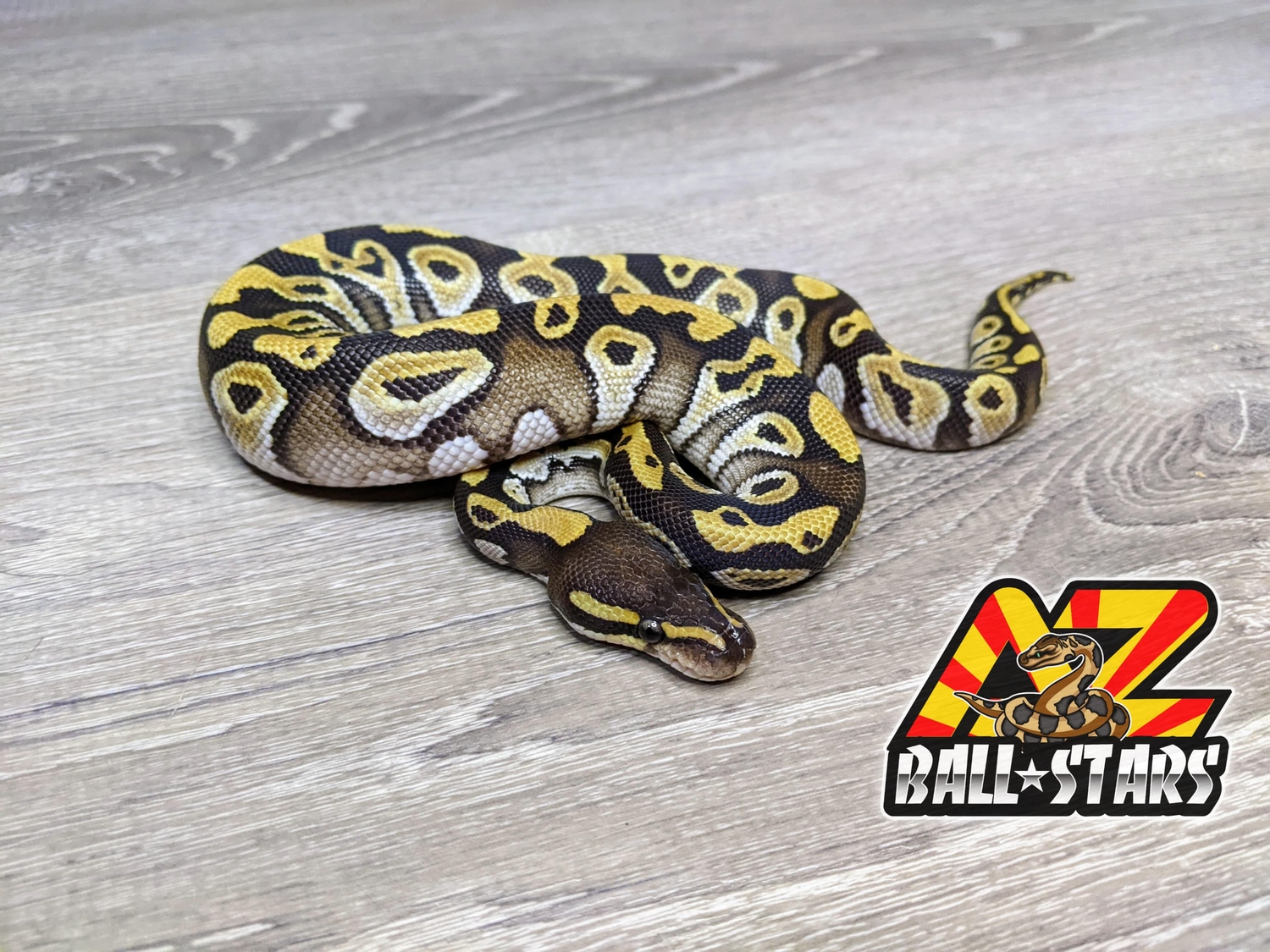 Mojave Or Phantom Ball Python by Az Ball*stars - MorphMarket