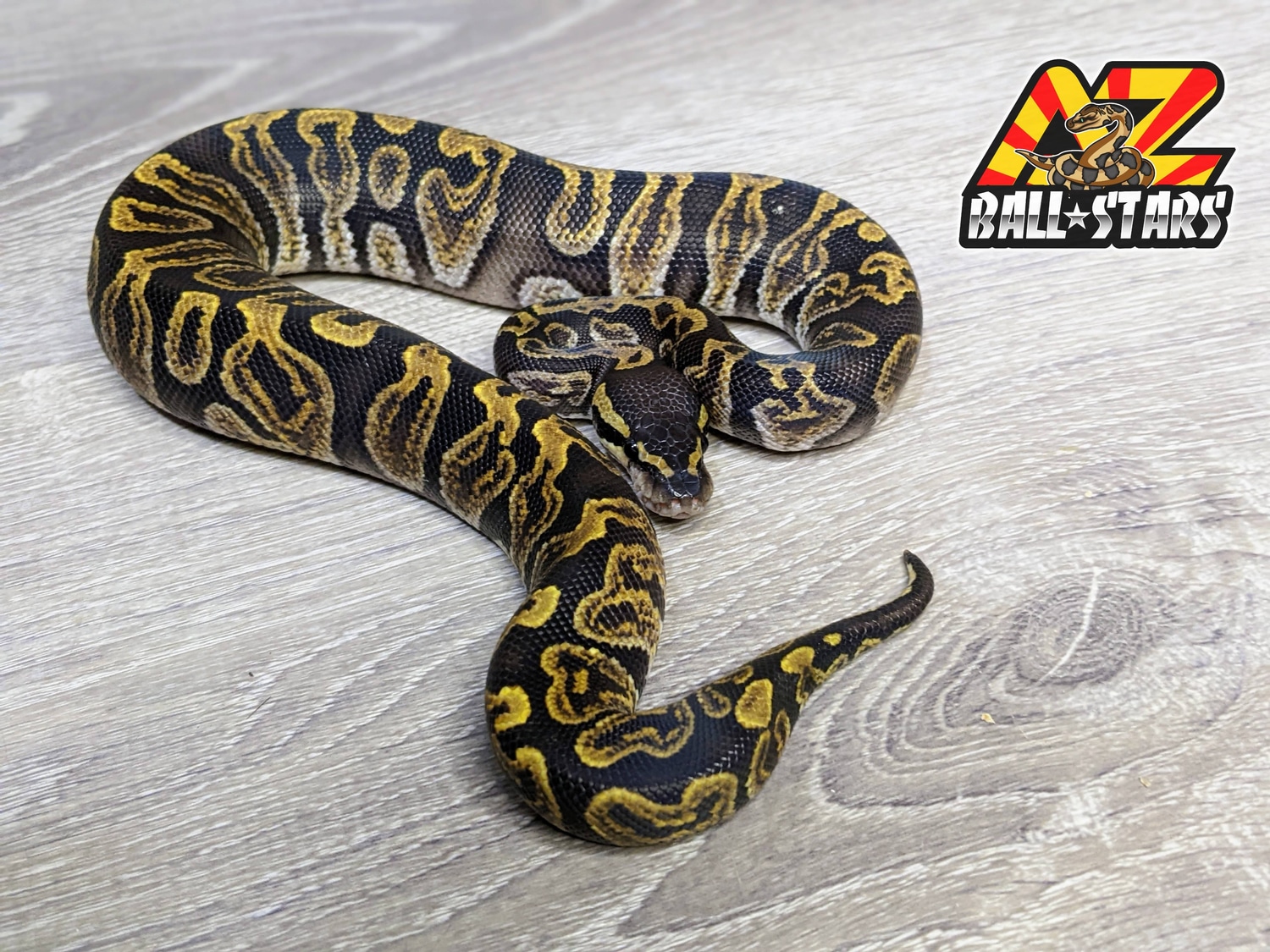 GHI Ball Python by Az Ball*stars - MorphMarket
