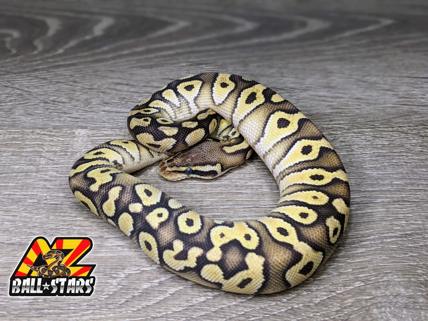 Super Pastel Mojave 100% Het Clown 50% Het Pied Ball Python by Az Ball ...