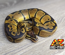 Normal 100% Het Albino Ball Python by Az Ball*stars - MorphMarket