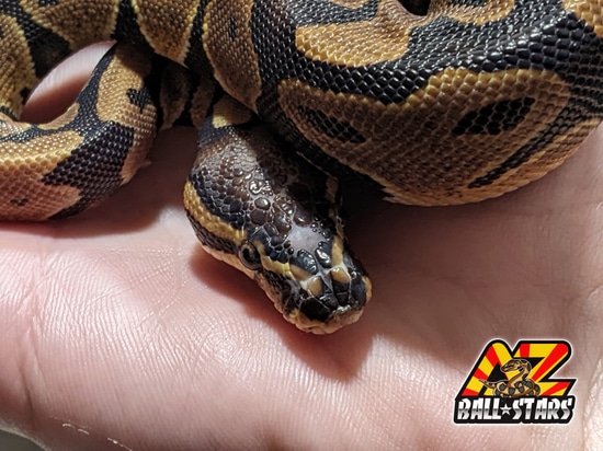Scaless Head 100% Het Albino Ball Python by Az Ball*stars