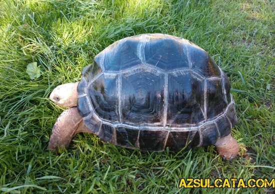 16" Aldabra Tortoise - FREE Shipping by Arizona Sulcata