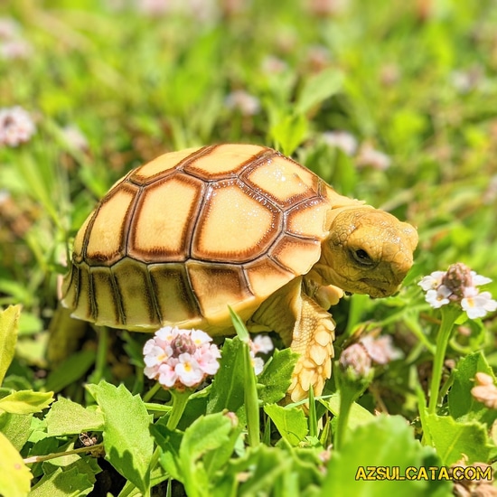 Sulcata Hatchlings - FULL YEAR Health Guarantee! Sulcata Tortoise by ...