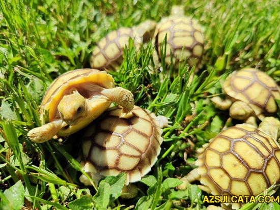 Split Scute Sulcata Hatchlings FULL YEAR Health Guarantee! Sulcata ...