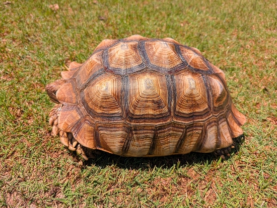 Proven Breeder Male Sulcata Sulcata Tortoise by Arizona Sulcata