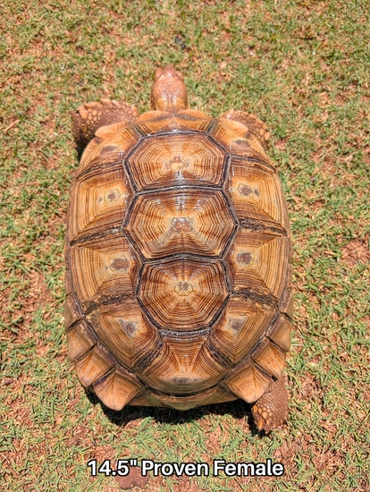 Proven Breeder Female Sulcata Sulcata Tortoise by Arizona Sulcata