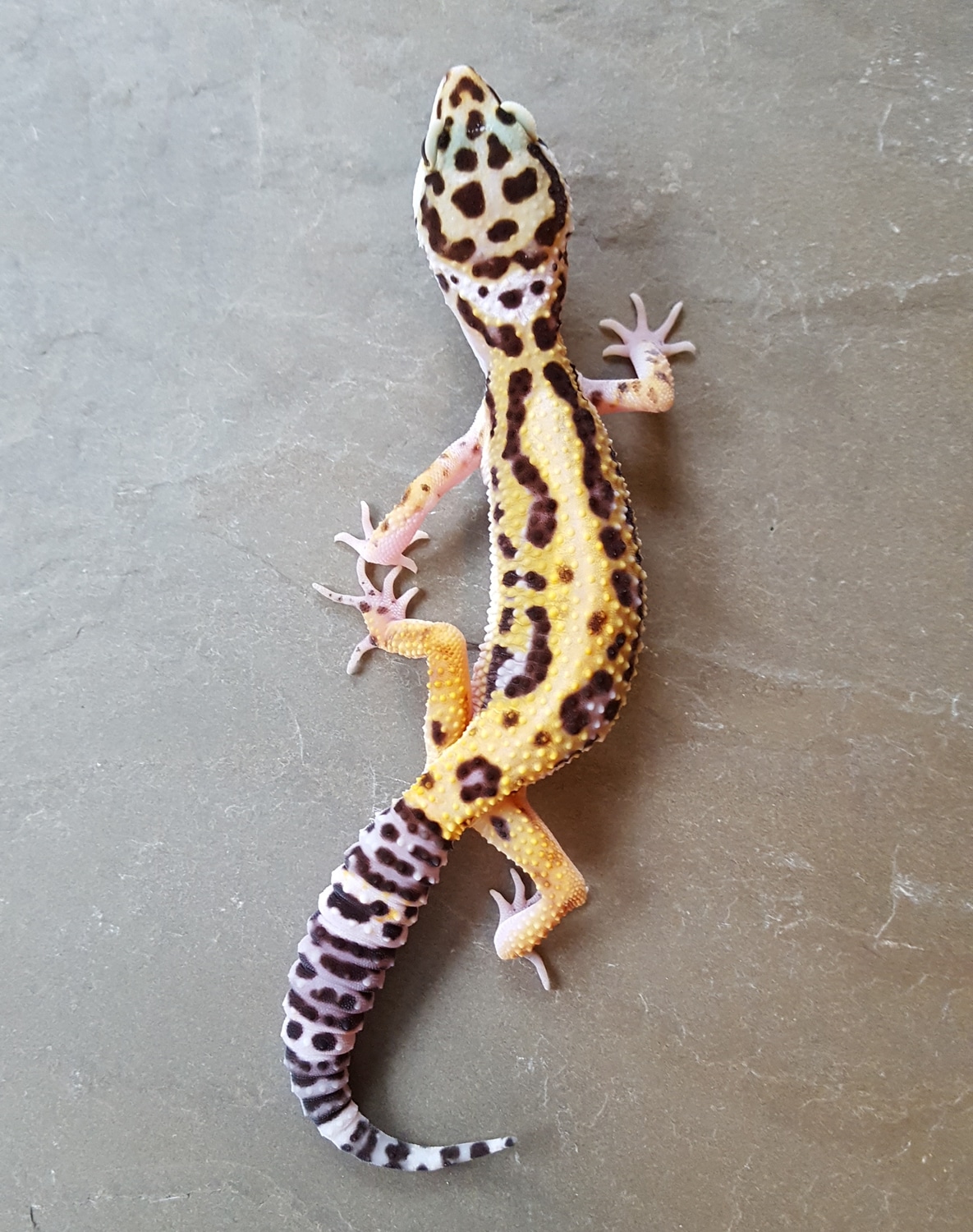 Hyper Xanthic Bold Pos Het Tremper And Eclipse Leopard Gecko by Aztec ...