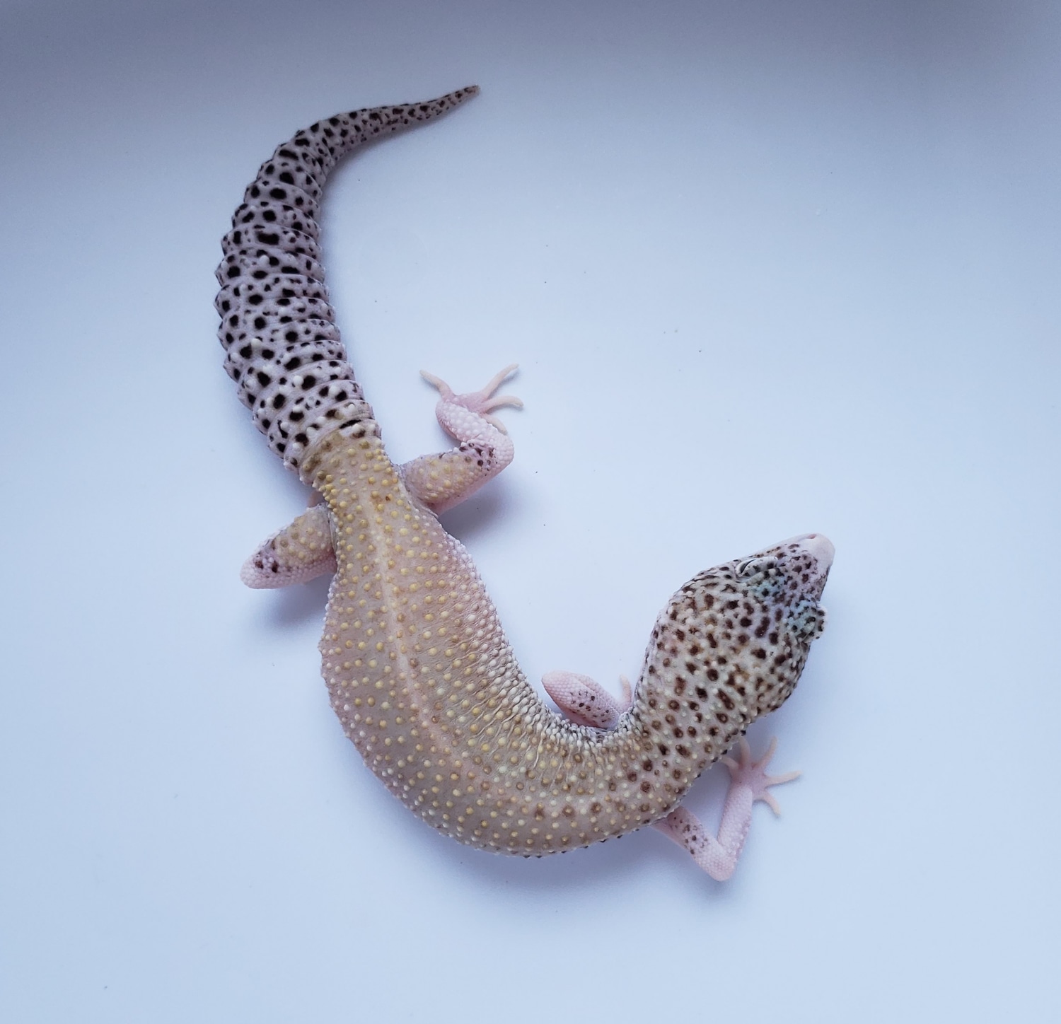 Pied G-Project Mack Snow Eclipse Leopard Gecko by Aztec Exotics ...