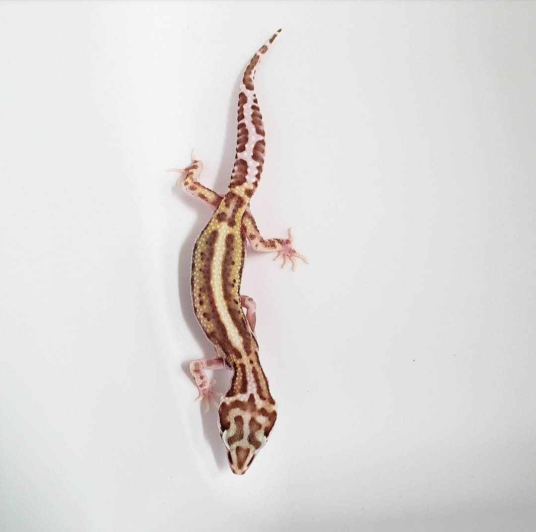 Bold Stripe Snow Bell Eclipse Leopard Gecko by Aztec Exotics - MorphMarket