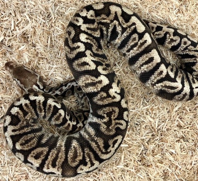 Pastel Hidden Gene Woma Possible Super GHI Ball Python by Incredible ...