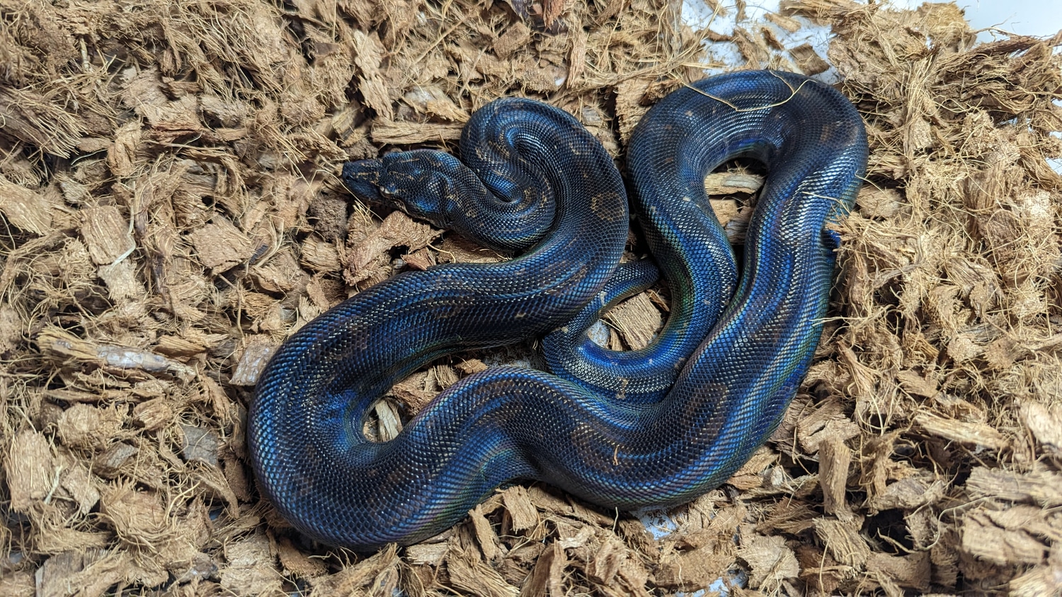 IMG Inca Het Nic T+ 50%pos Het Black Eye Anery Boa Constrictor by B ...