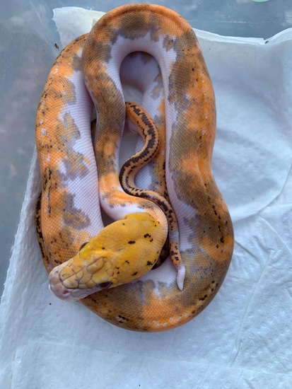 White Albino Caramel Pied Paradox Reticulated Python by B-c-reptiles