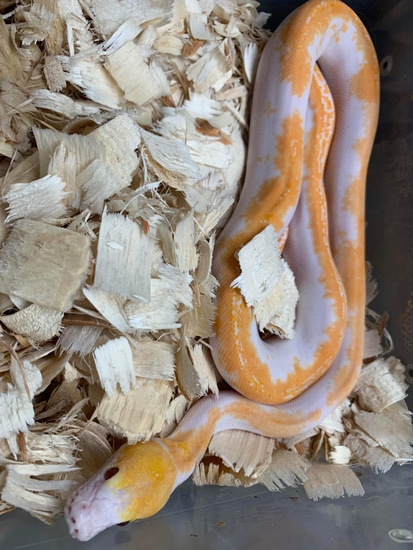 Albino Pied Reticulated Python by B-c-reptiles