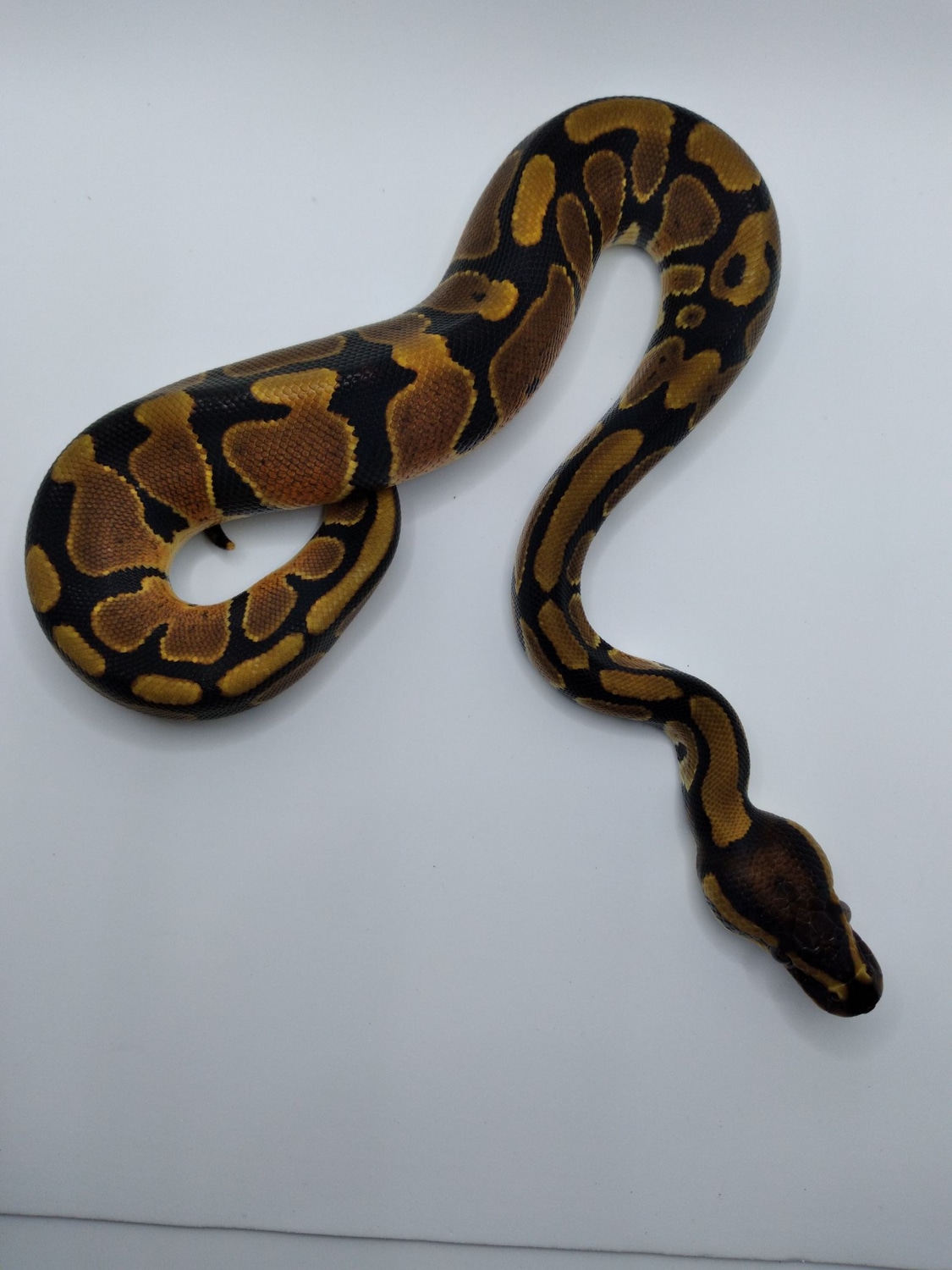 Normal - Het Piebald, Het Albino/Candy Ball Python by BExotics ...