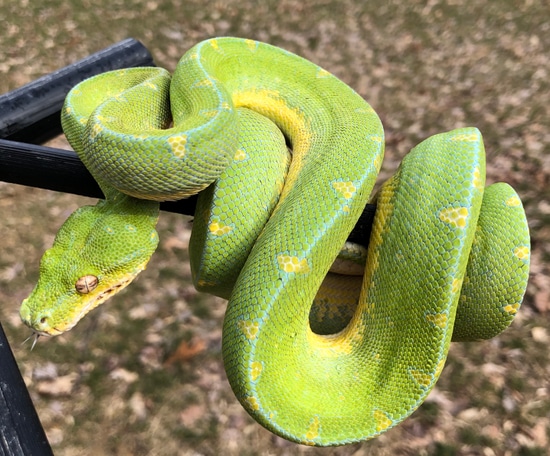 FB Wamena X Cyclops Green Tree Python by Mountain Laurel Exotics