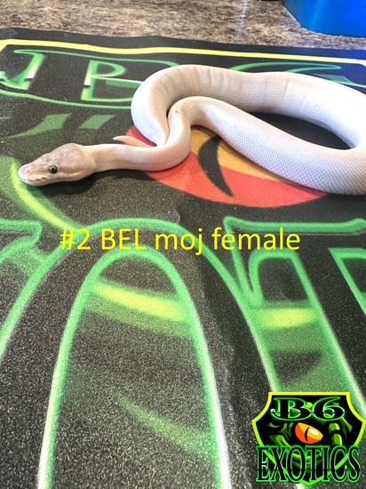 Blue Eyed Lucy (BEL) Ball Python by B6 Exotics