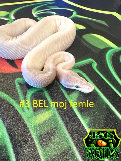Blue Eyed Lucy (BEL) Ball Python by B6 Exotics