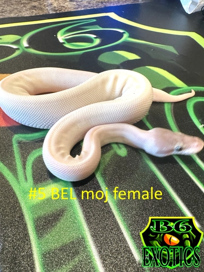 Blue Eyed Lucy (BEL) Ball Python by B6 Exotics