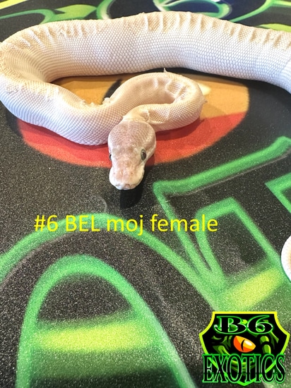 Blue Eyed Lucy (BEL) Ball Python by B6 Exotics