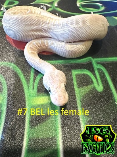 Blue Eyed Lucy (BEL) Ball Python by B6 Exotics