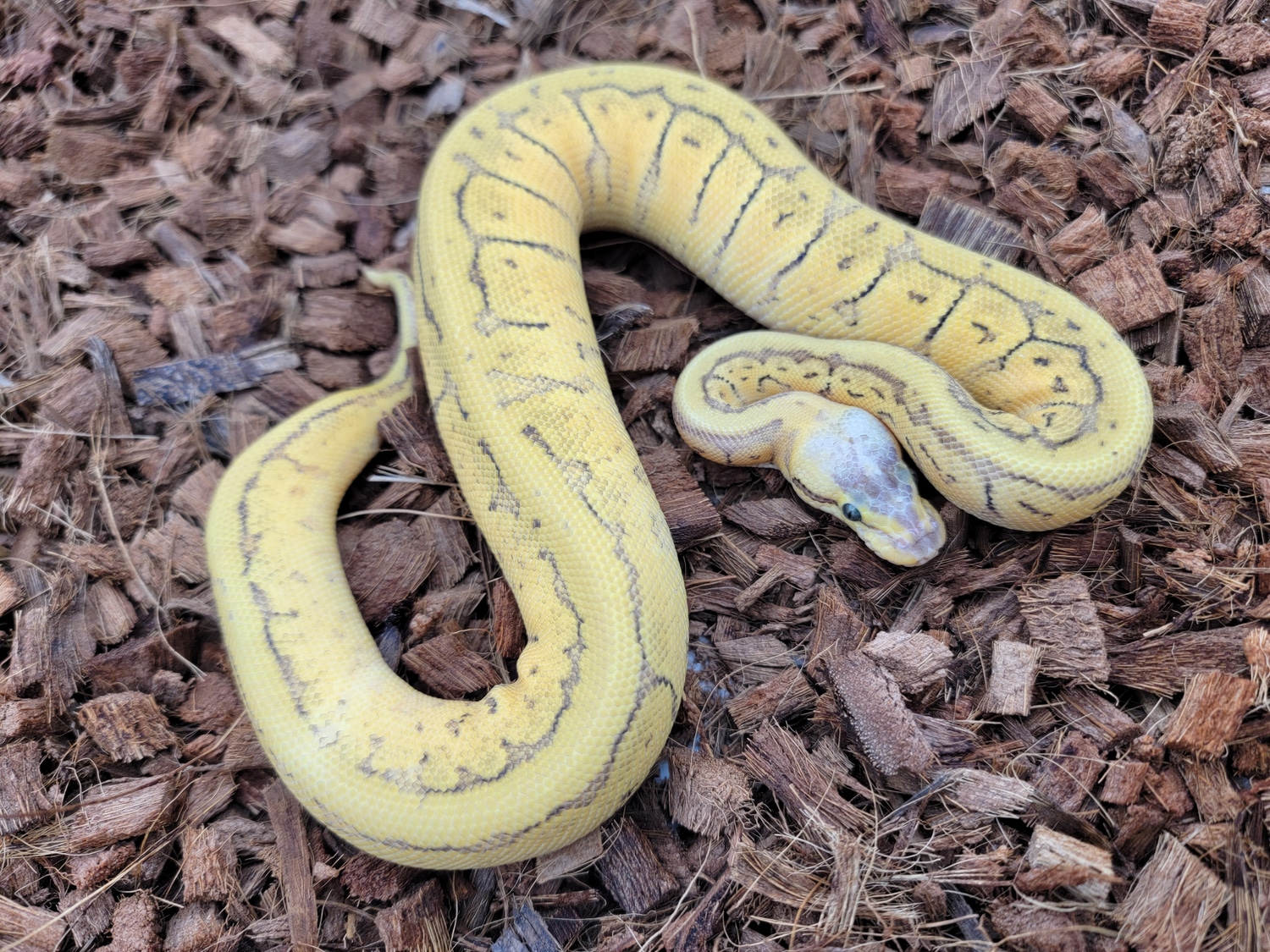 Super Pastel Orange Dream Pinstripe Ghost Het Pied Ball Python by B ...