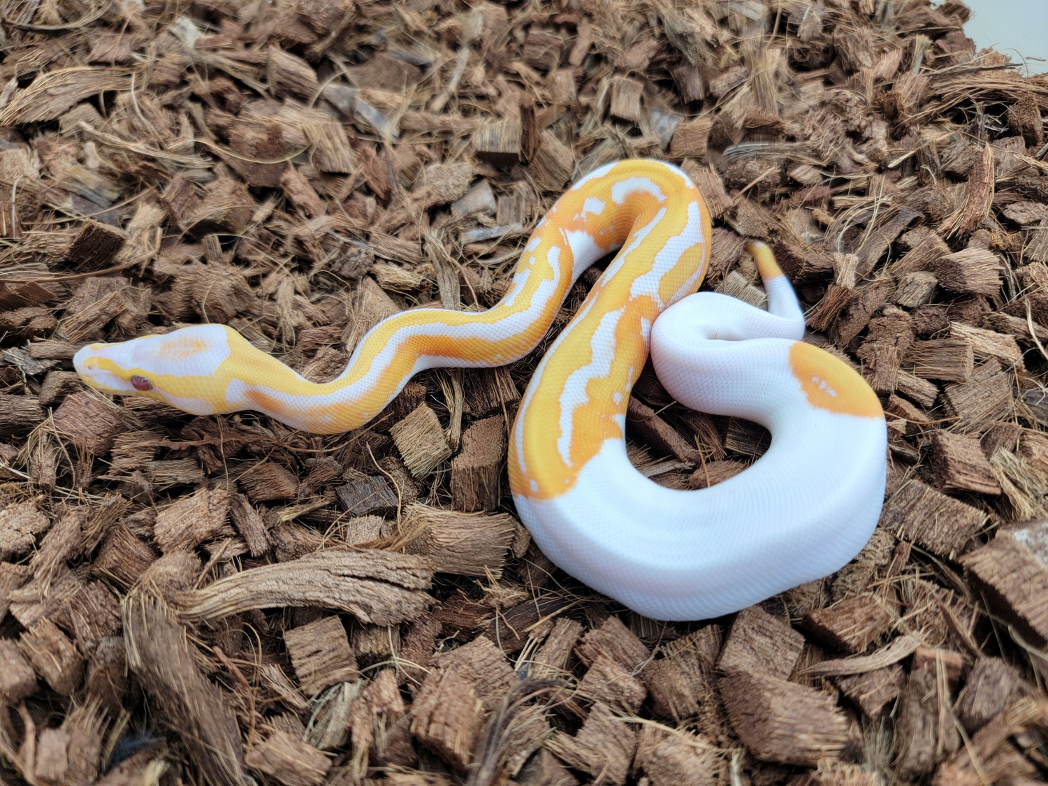 *PAIR*Dreamsicle And Piebald Het Lavender Ball Python by B. McEver ...