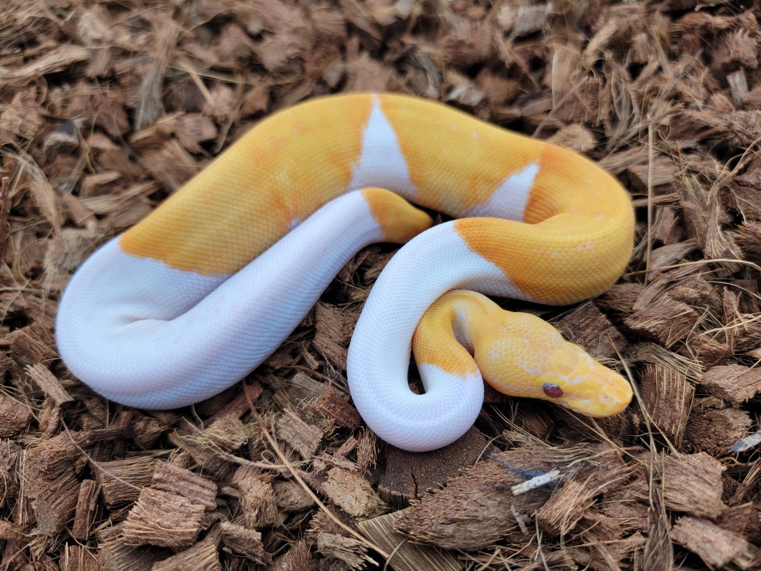 Pinstripe Dreamsicle Ball Python by B. McEver Reptiles - MorphMarket
