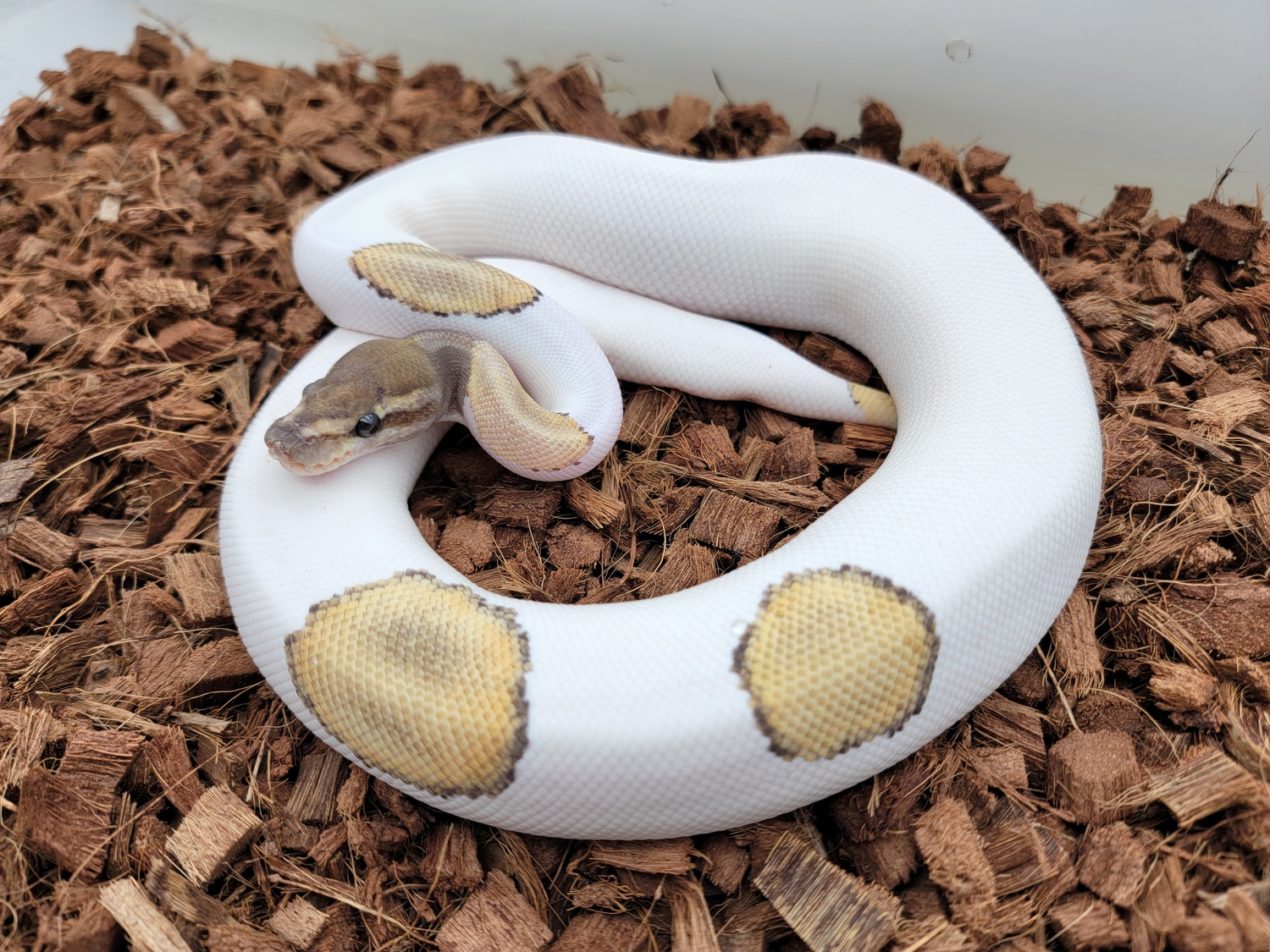 Orange Dream Mojave Piebald Het Ghost Ball Python by B. McEver Reptiles ...