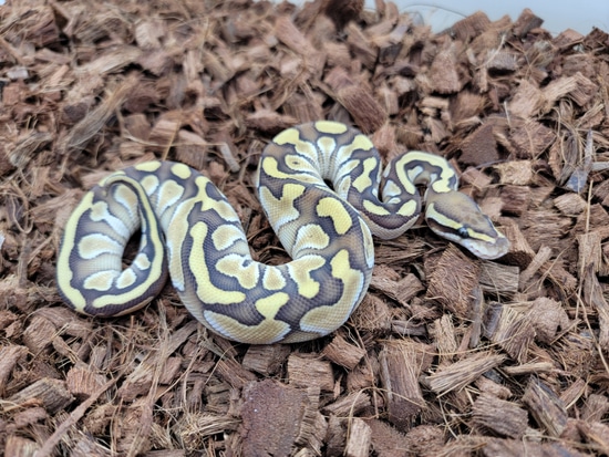Lesser Het Clown Het Ghost Ball Python by B. McEver Reptiles