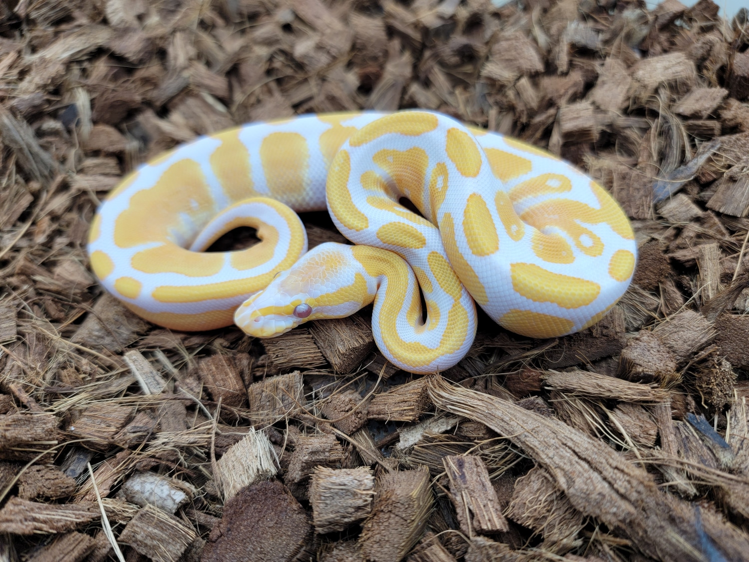 Lavender Het Piebald Ball Python by B. McEver Reptiles - MorphMarket
