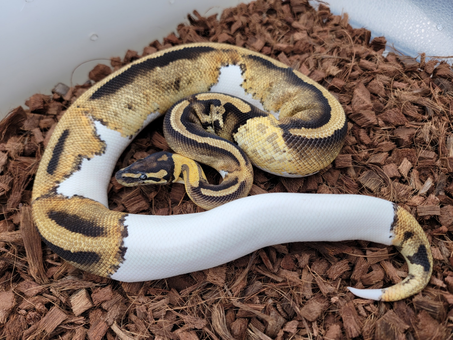 750 Gram Paradox Piebald Het Lavender Het Ghost Ball Python by B ...