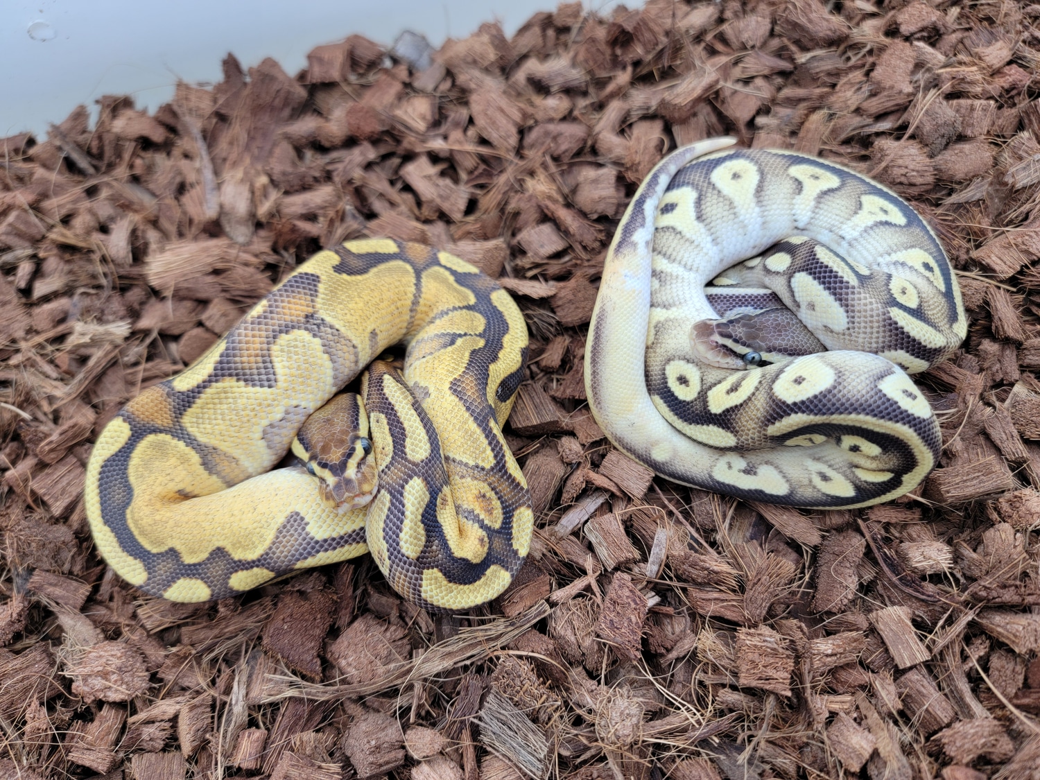*Pair* Orange Dream Enchi Het Hypo 66% Possible Het Pied And Pastel ...