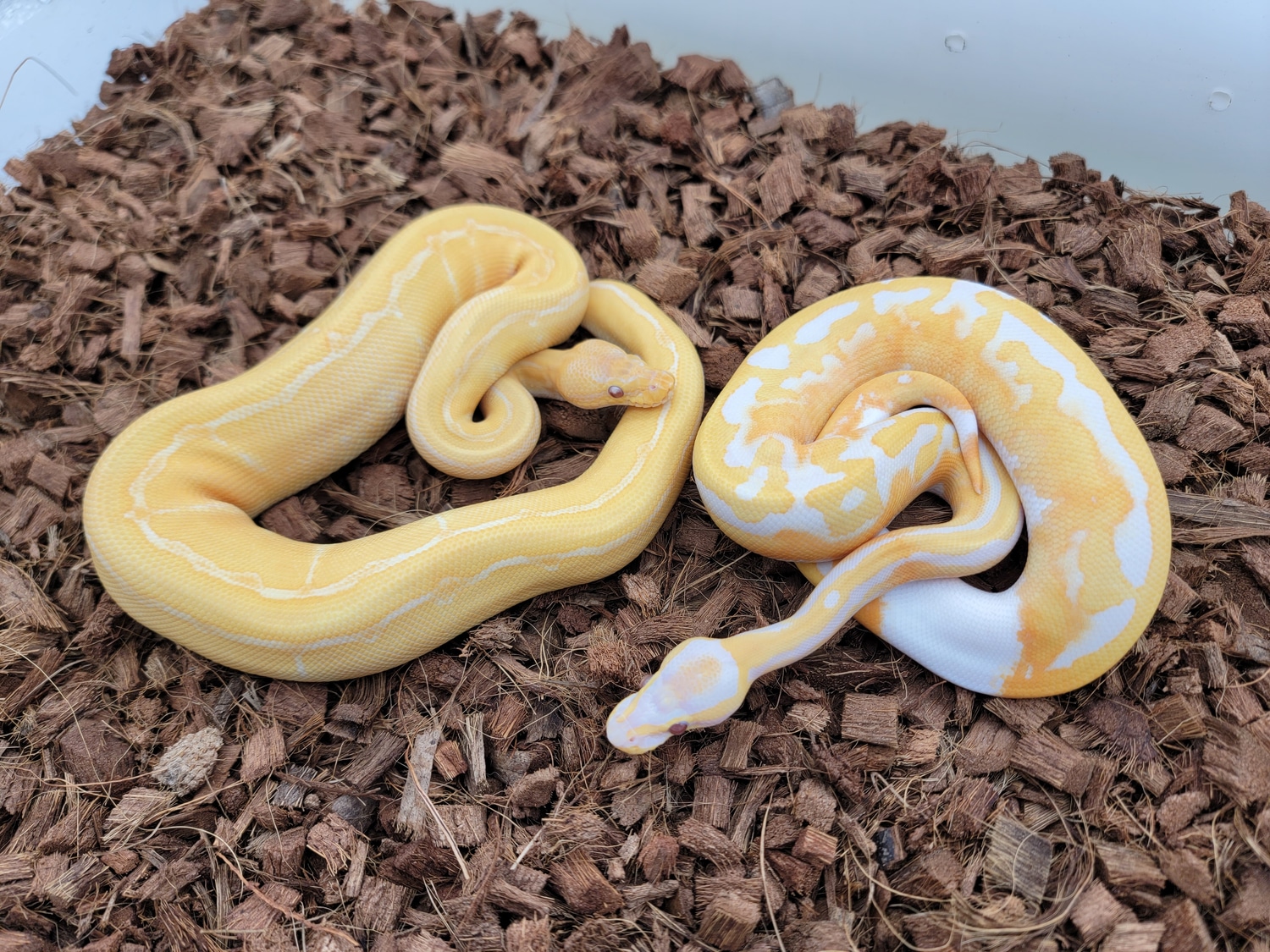 *Pair* Dreamsicle And Pinstripe Lavender Het Piebald Pair Ball Python ...