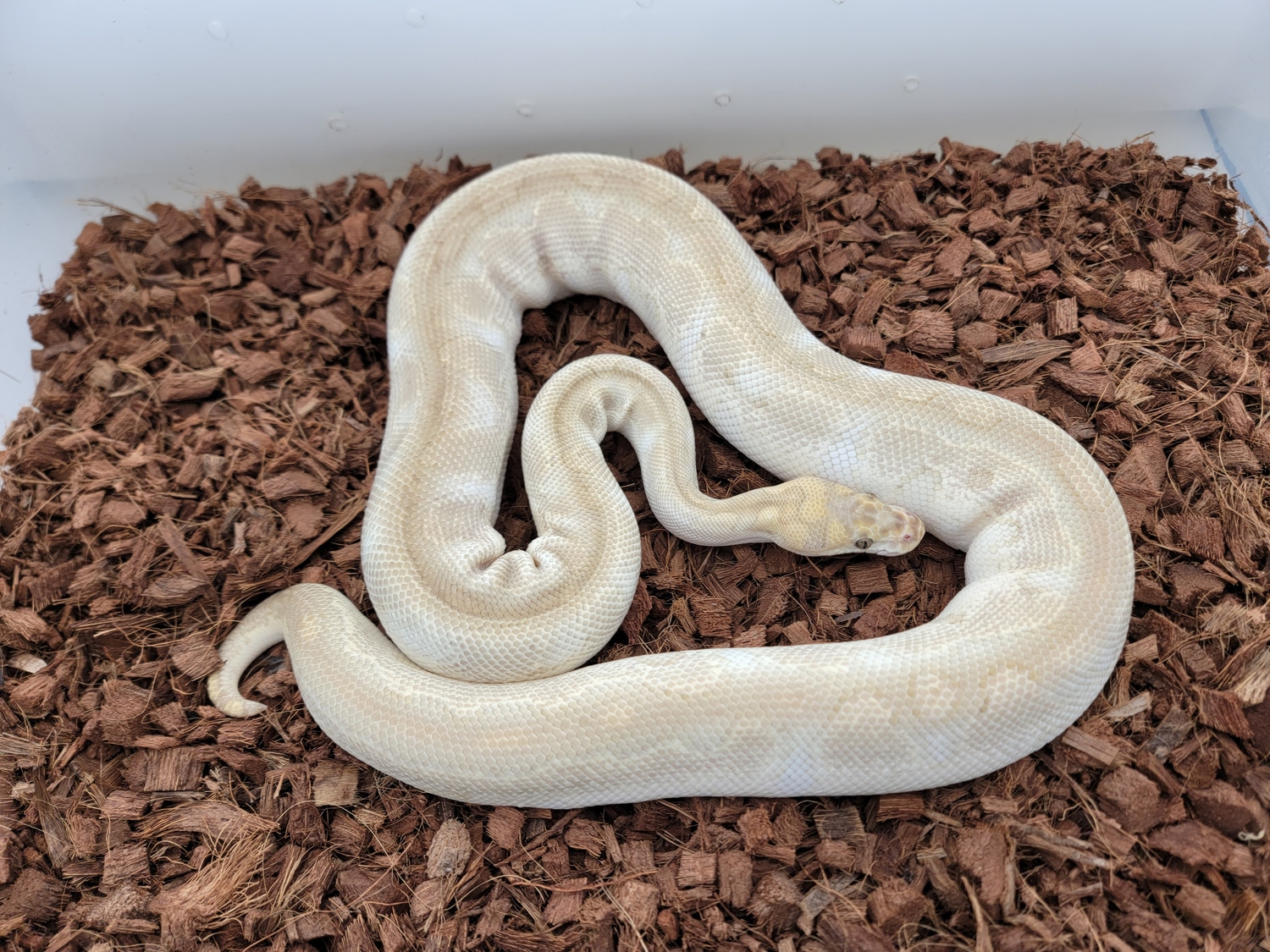 Adult Lesser Clown Ball Python by B. McEver Reptiles - MorphMarket