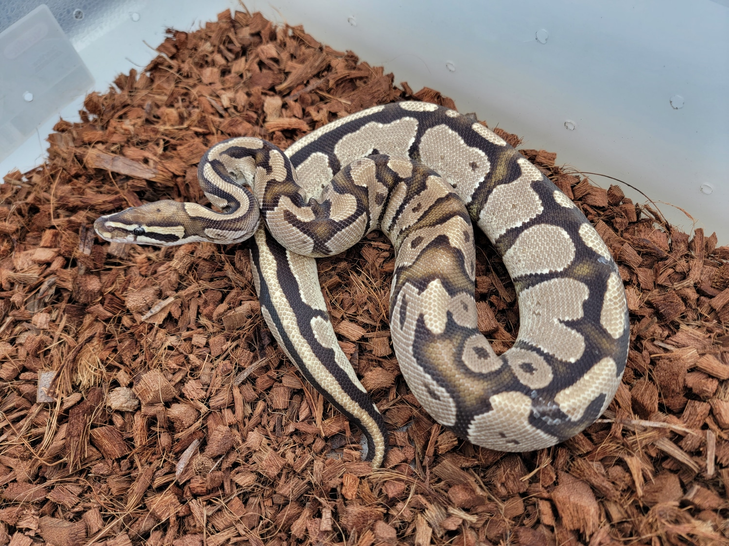 Fire Yellowbelly Het Pied Het Ghost Ball Python by B. McEver Reptiles - MorphMarket
