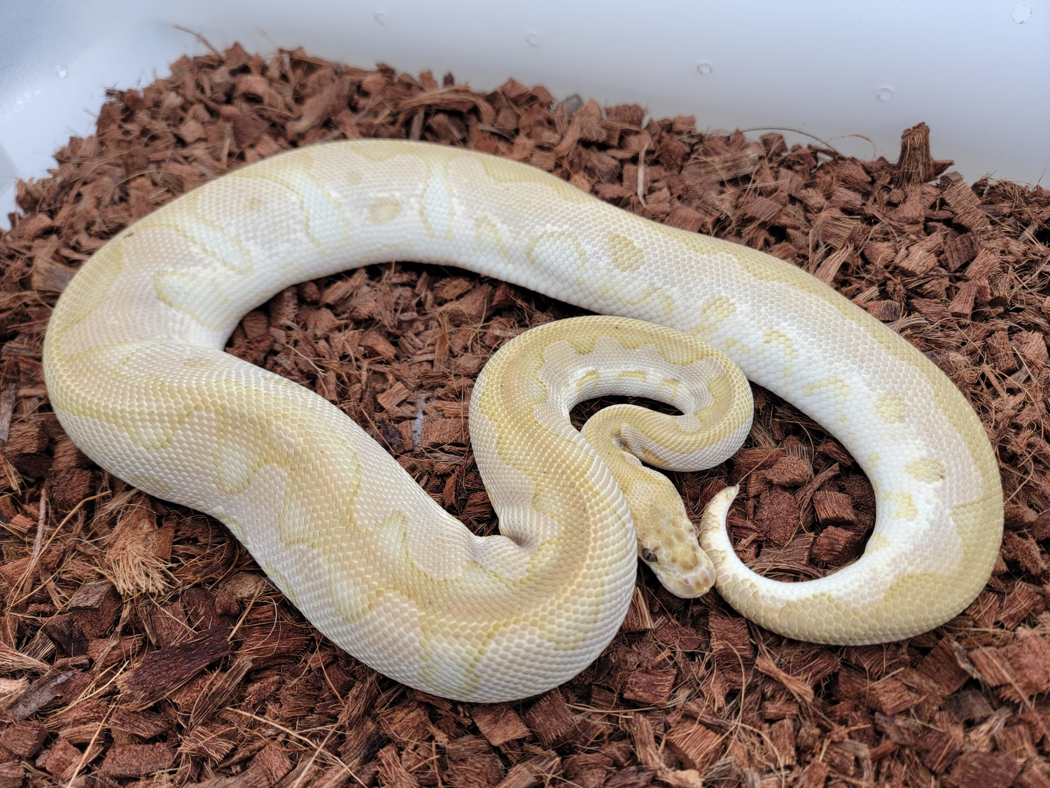 Lesser Ghost Clown Ball Python by B. McEver Reptiles - MorphMarket