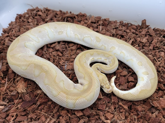 Lesser Ghost Clown Ball Python by B. McEver Reptiles