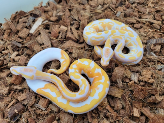 Dreamsicle And Lavender 100% Het Piebald Pair Ball Python by B. McEver Reptiles