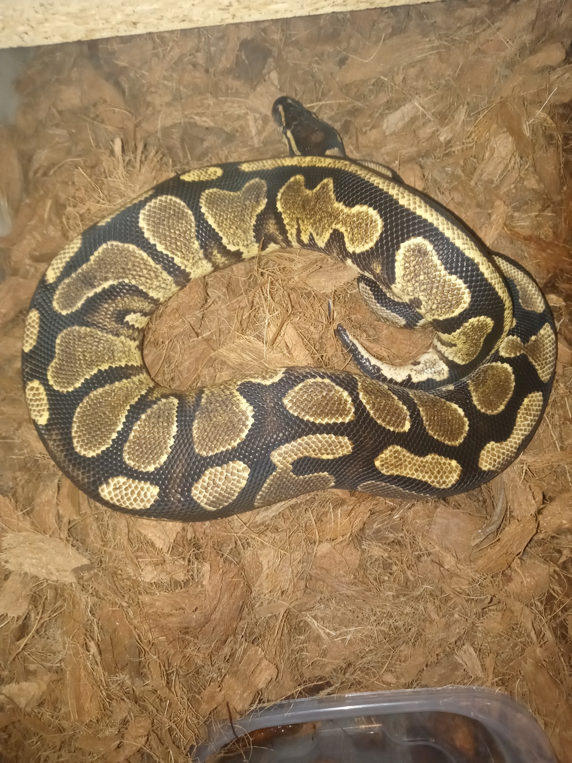 Yellow Belly Ball Python by BreedPool Reptilia Development - MorphMarket