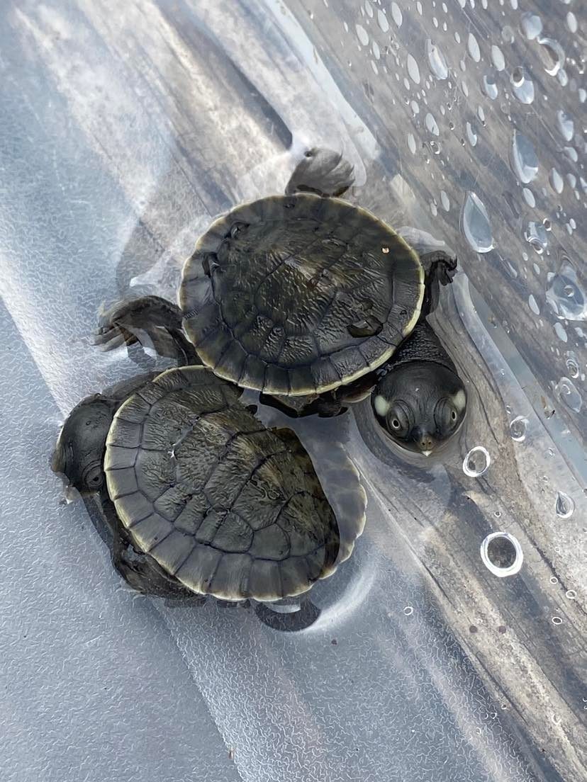 Kreft's Sideneck Turtle Side & Snake-necked Turtle by One Reptile ...