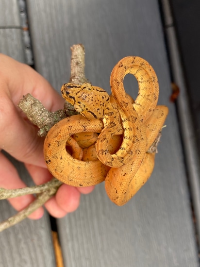 Cb Colored Amazon Tree Boa - Yellow by One Reptile Beyond