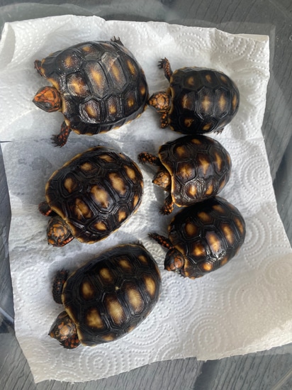 Redfoot Tortoise Red-Footed Tortoise by One Reptile Beyond