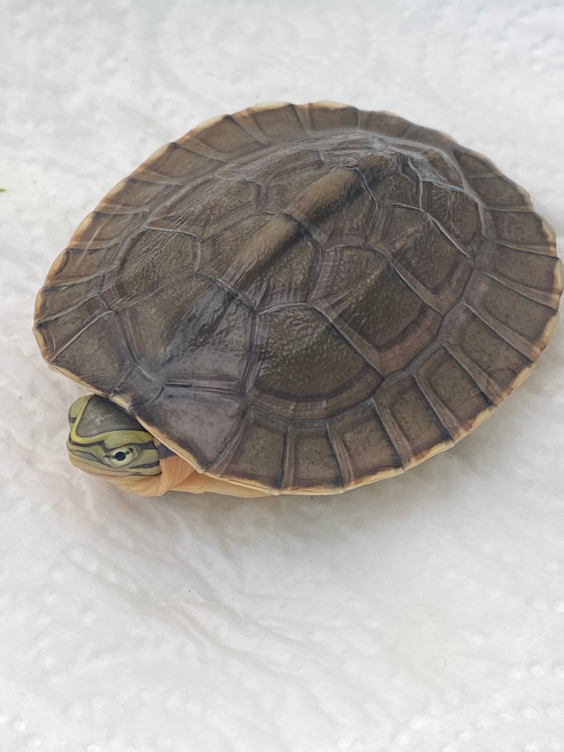 Ceram Asian Box Turtle by One Reptile Beyond - MorphMarket