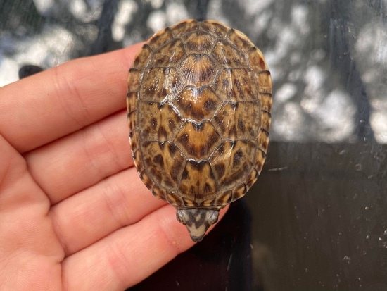 Giant Mexican Musk - Staurotypus Triporcatus Mud & Musk Turtles by One ...